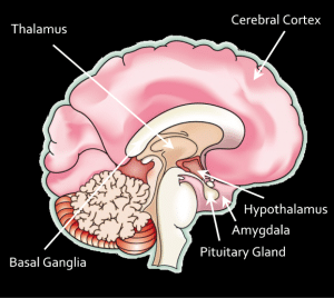 Limbic Brain | The Thinking Business