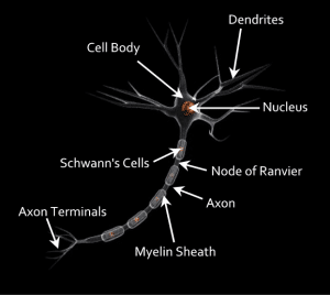 Brain Cell | The Thinking Business